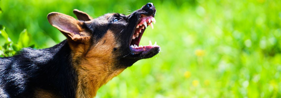 ¿Qué hacer con un perro agresivo? Trucos y consejos